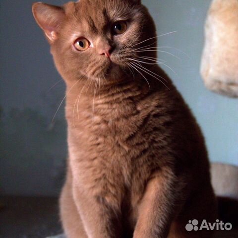 Британская