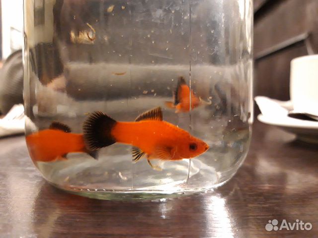 Берлинские меченосцы