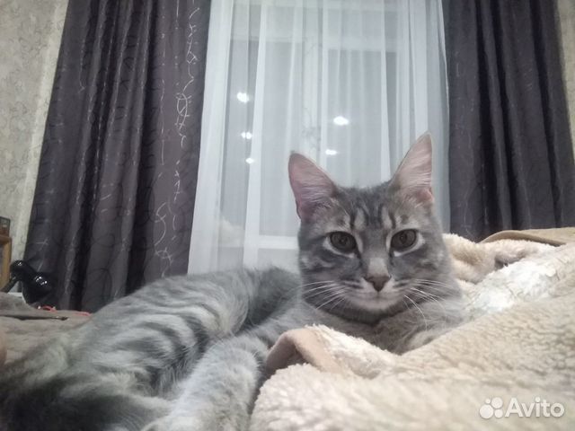 Отдадим котёнка