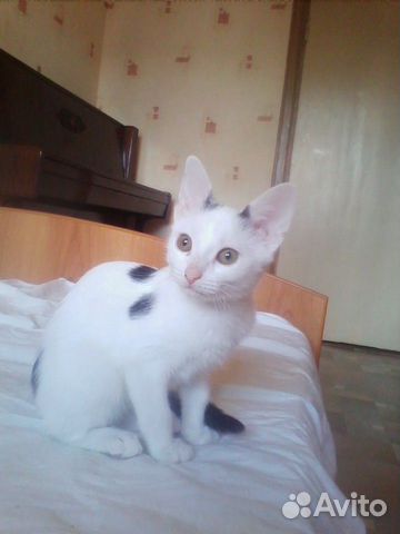 Котенок далматинец