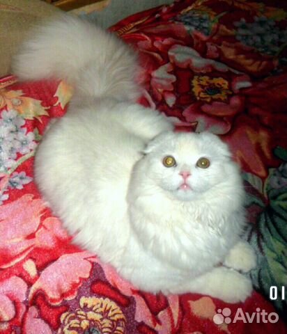 Белоснежный хайленд-фолд,6 мес,кот
