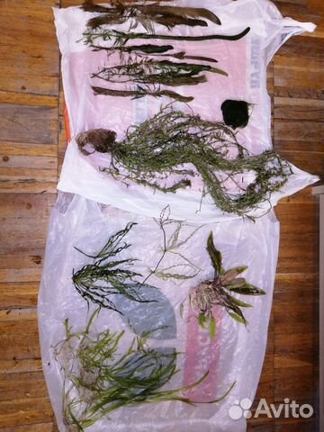 Аквариумные растения