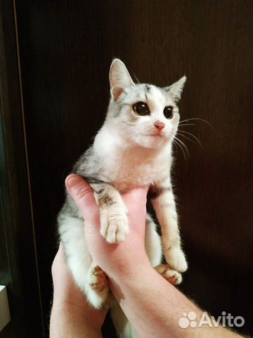 Кошка
