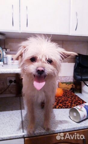 Чубакка, 2-3 года, 30 см