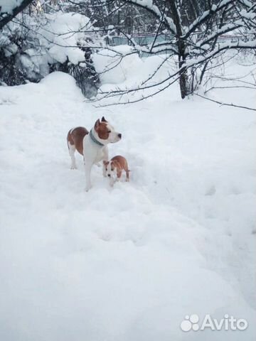 Продаётся щенок американского стаффордширского тер