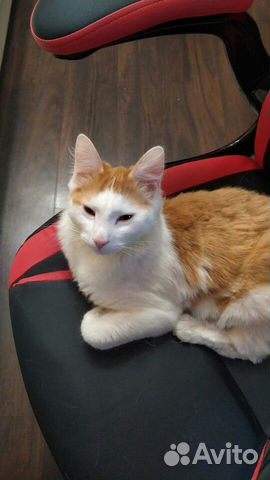 Маркиз, котик 11 мес.Большой, красивый