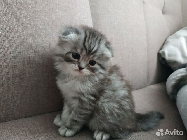 Котята пушистики