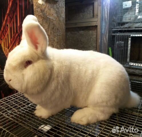 Племенные нзб кролик