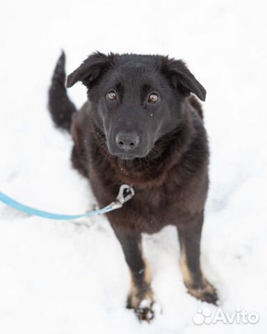 Челси ищет семью