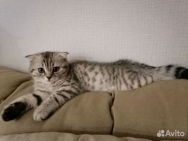 Кот британец