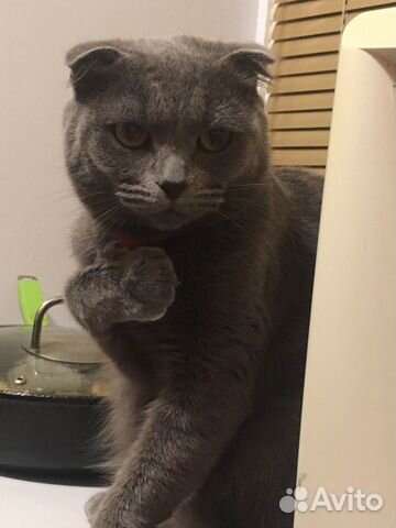 Кошка