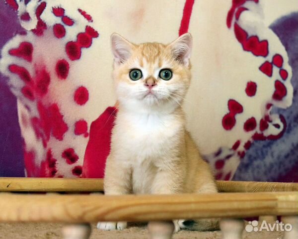 Британский котик Bri ny 12 в разведение