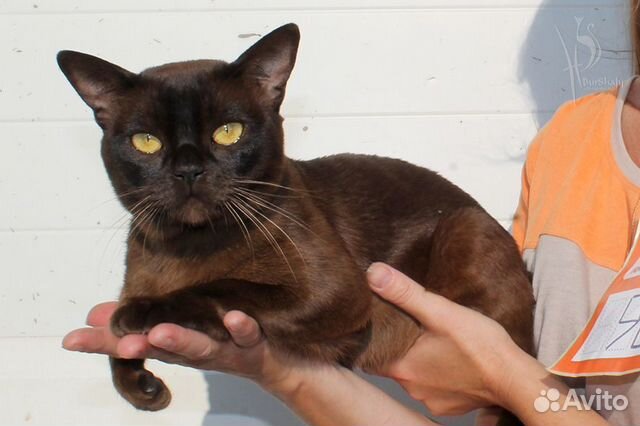 Европейская бурма соболиный мальчик