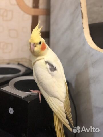 Попугай корелла