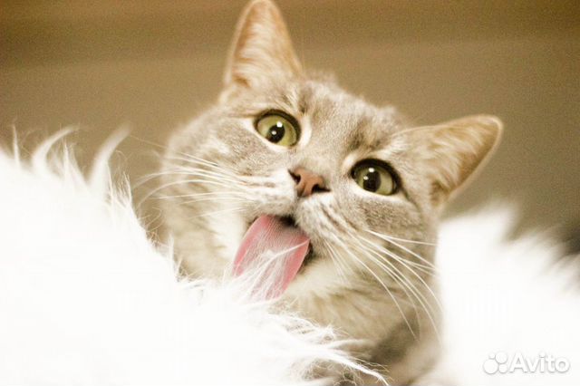 Кошка ищет дом