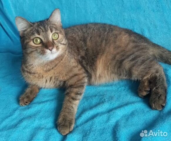 Клёпа отдам в добрые руки