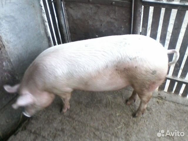 Продается свинья