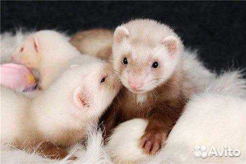 Очень красивые хорьки)