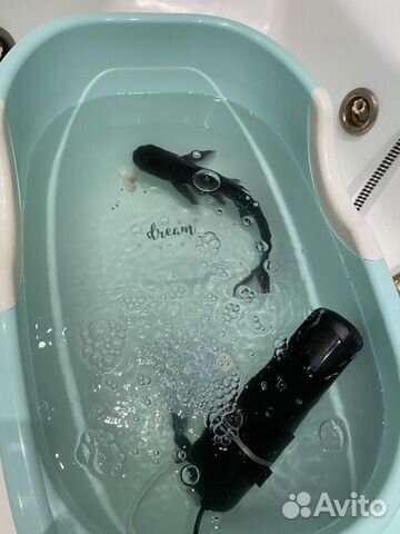 Акулий сом в хорошие руки