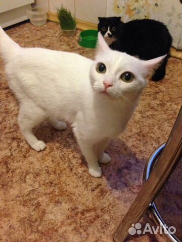 Кошка Белоснежка