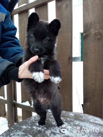 Щенки малютки ищут дом