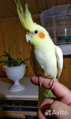 Кореллы Неразлуч Какарики Волнистые