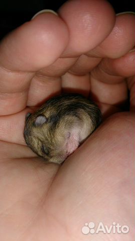 Джунгарики, хомячки милахи