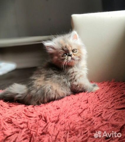 Персики : девочка и мальчик