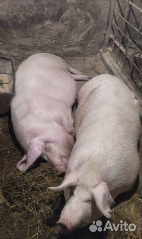 Свиньи на мясо