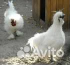 Курочки китайские шелковые