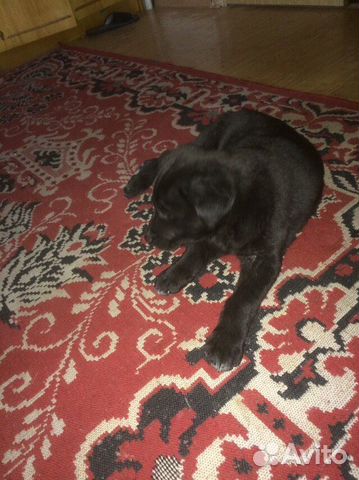 Отдам в дар лабрадора