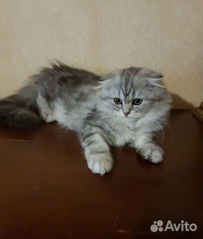 Длинношерстная кошечка