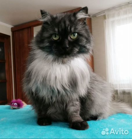 Маркиз отдам в добрые руки