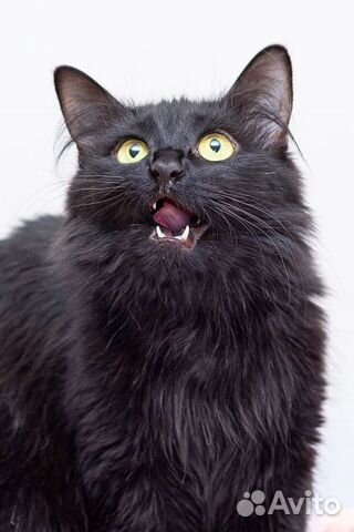 Шикарная Фина ищет своих людей