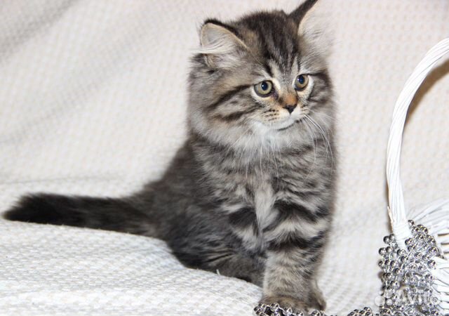 Кошечка вискас