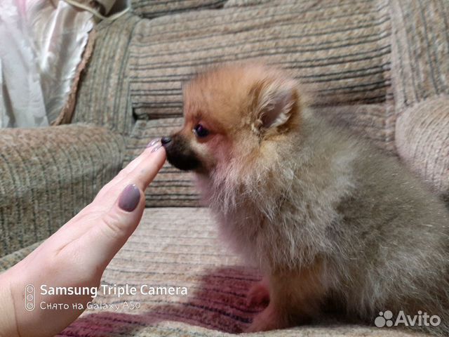 Шпиц медвежата