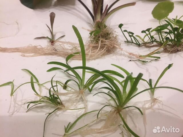 Аквариумные растения