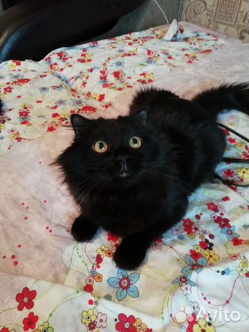 Кот на вязку