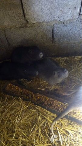 Продам нутрий