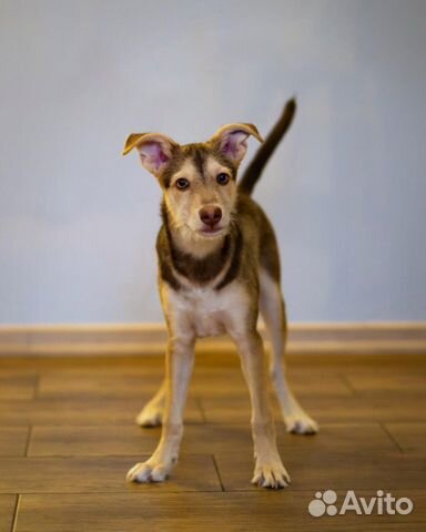 Очень классный щенок ищет дом