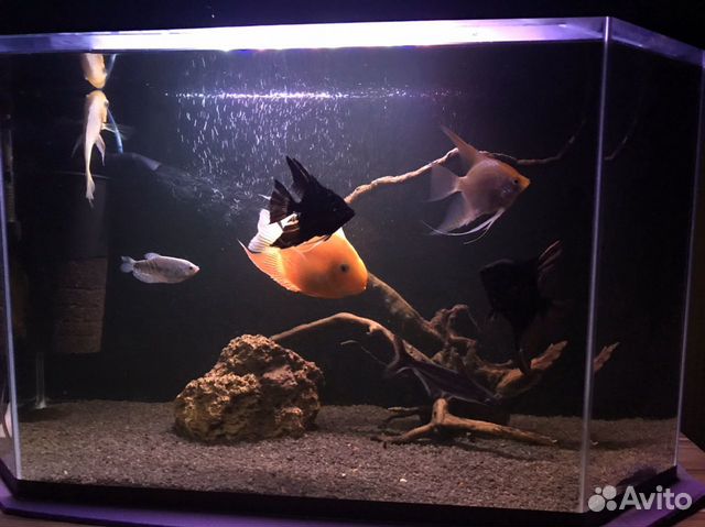 Аквариум, украшение в аквариум