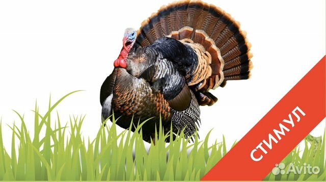 Бронза 708(Франция) инкубационное яйцо