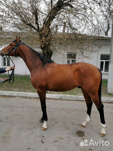 Полукровный жеребец 3х лет