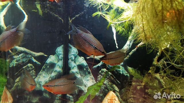 Гурами жемчужный