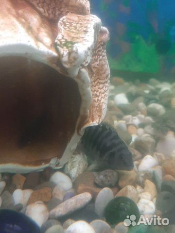 Чернополосые цихлиды