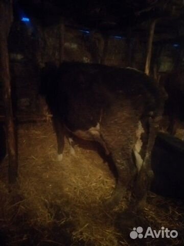 Корова на мясо