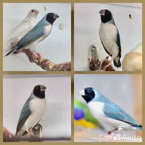 Амадина Гульда (самка)