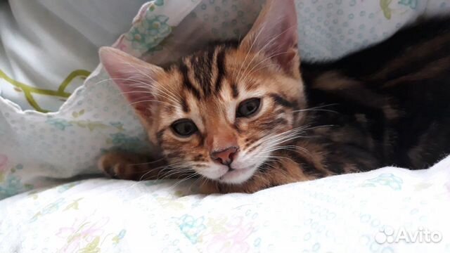 Бенгальская