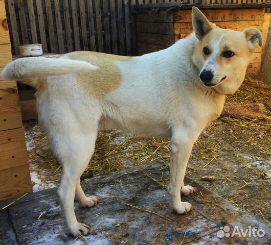 Иза ищет дом