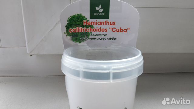 Хемиантус Куба меристема